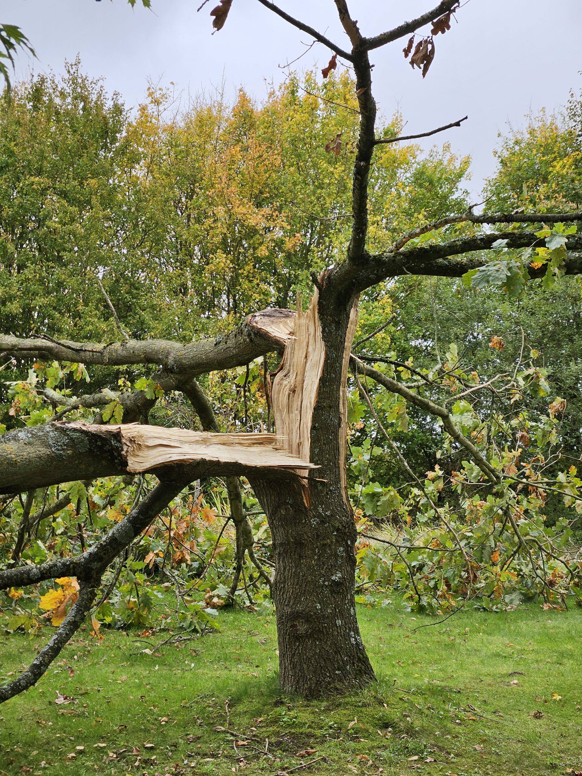 Storm damaged tree on hospice grounds | Willowbrook Hospice